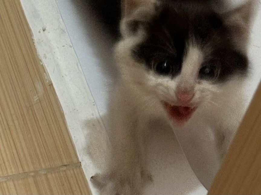 Котенок 1 месяц, через 2 дня на улицу
