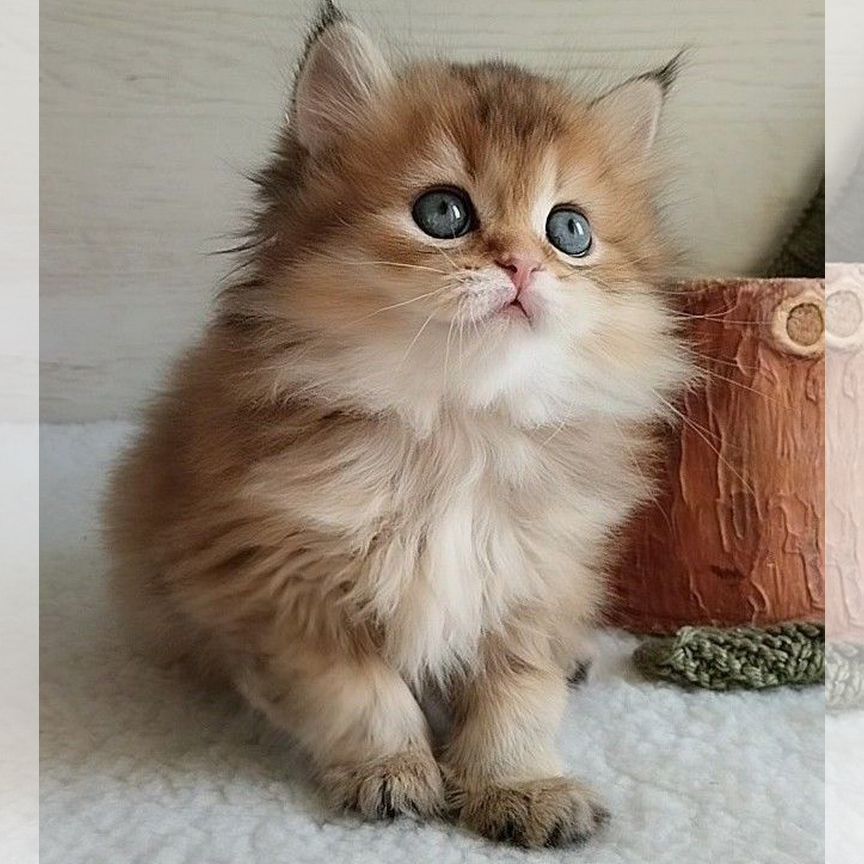 Шотландский золотой пушистик