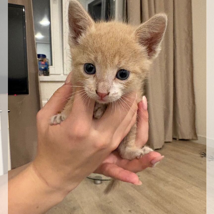 Котёнок в добрые руки