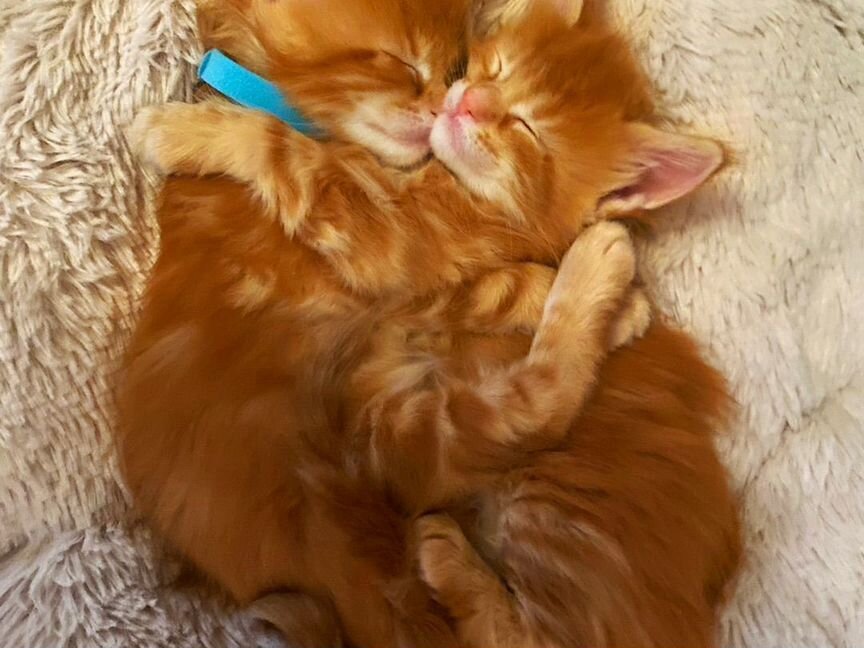 Мейн-кун полидакт