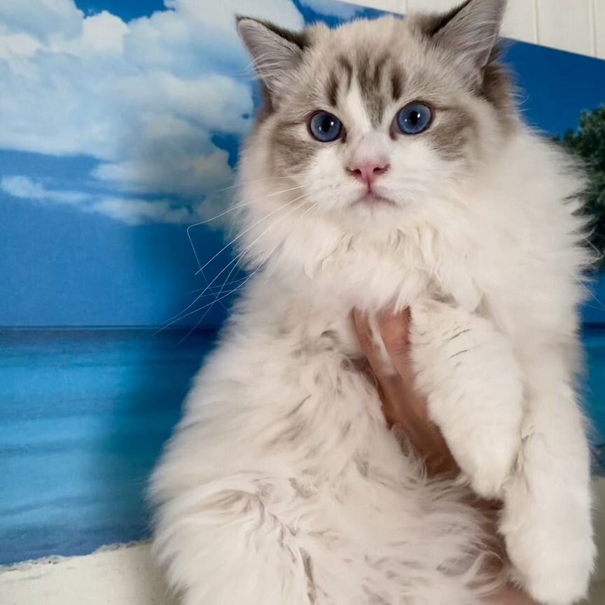 Котята рэгдолл