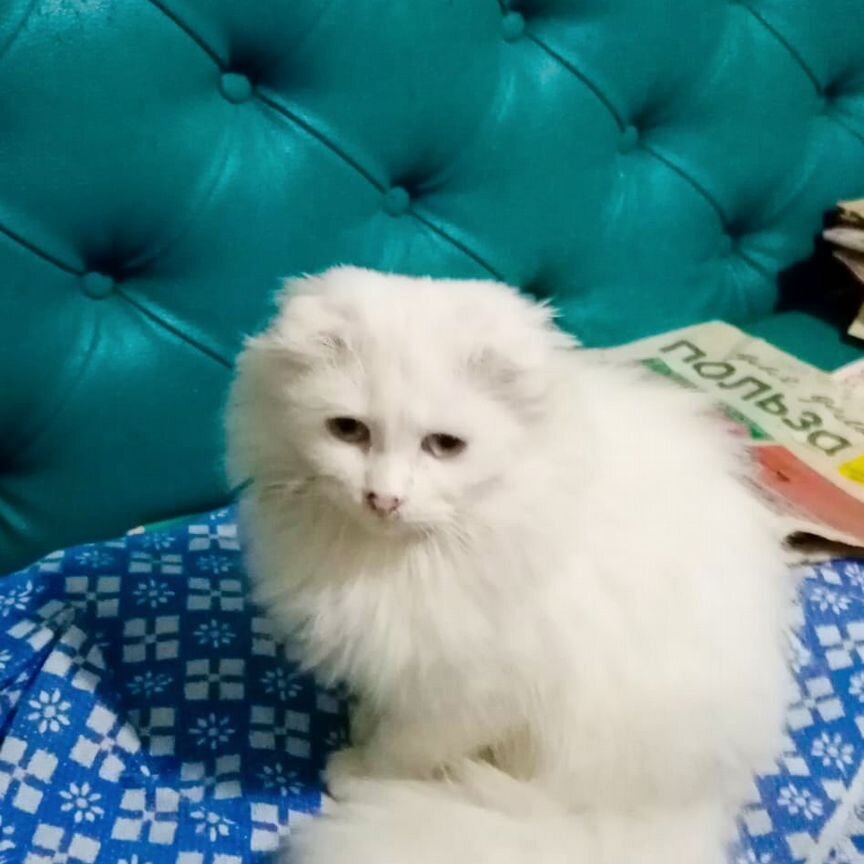 Кошечка 5мес в добрые руки