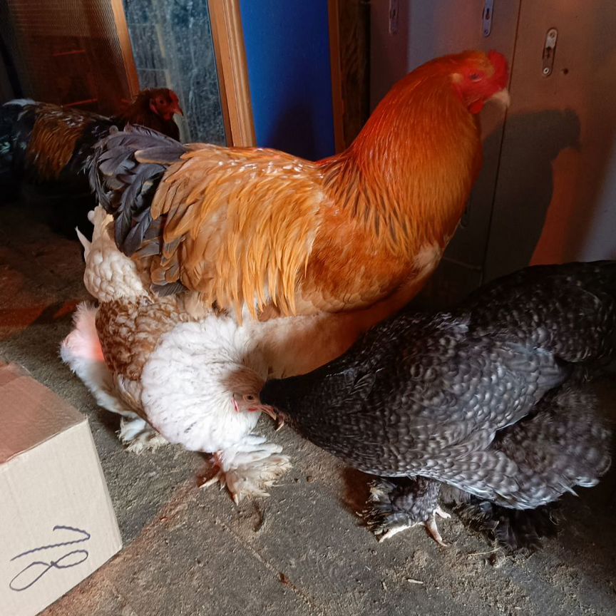 Брама, яйцо, петухи. Цыплята