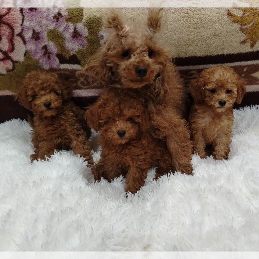 Той-пудель, щенок