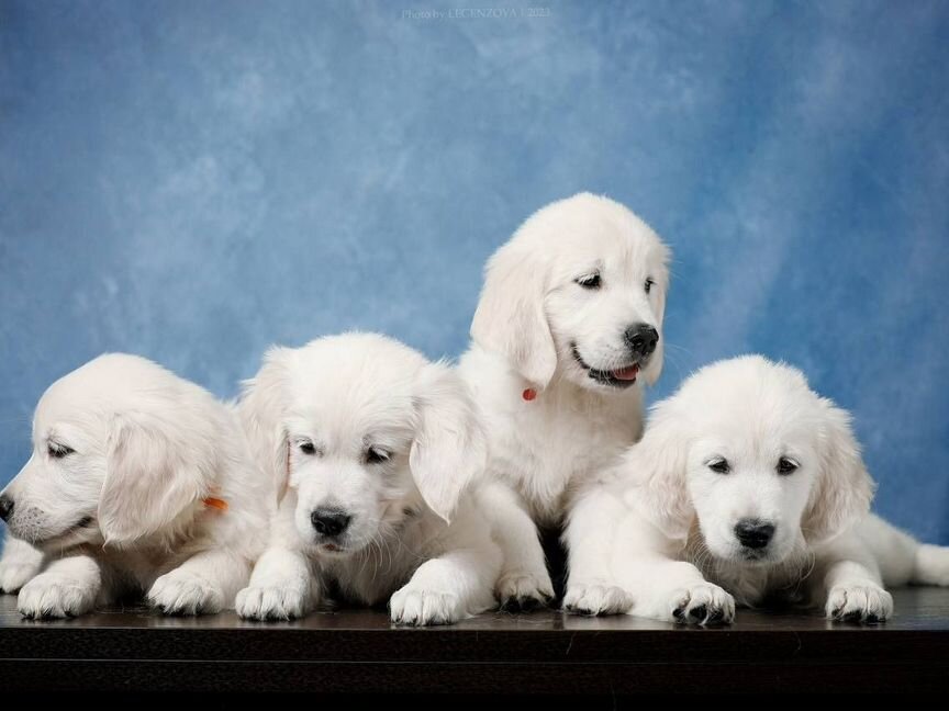 Золотистый ретривер