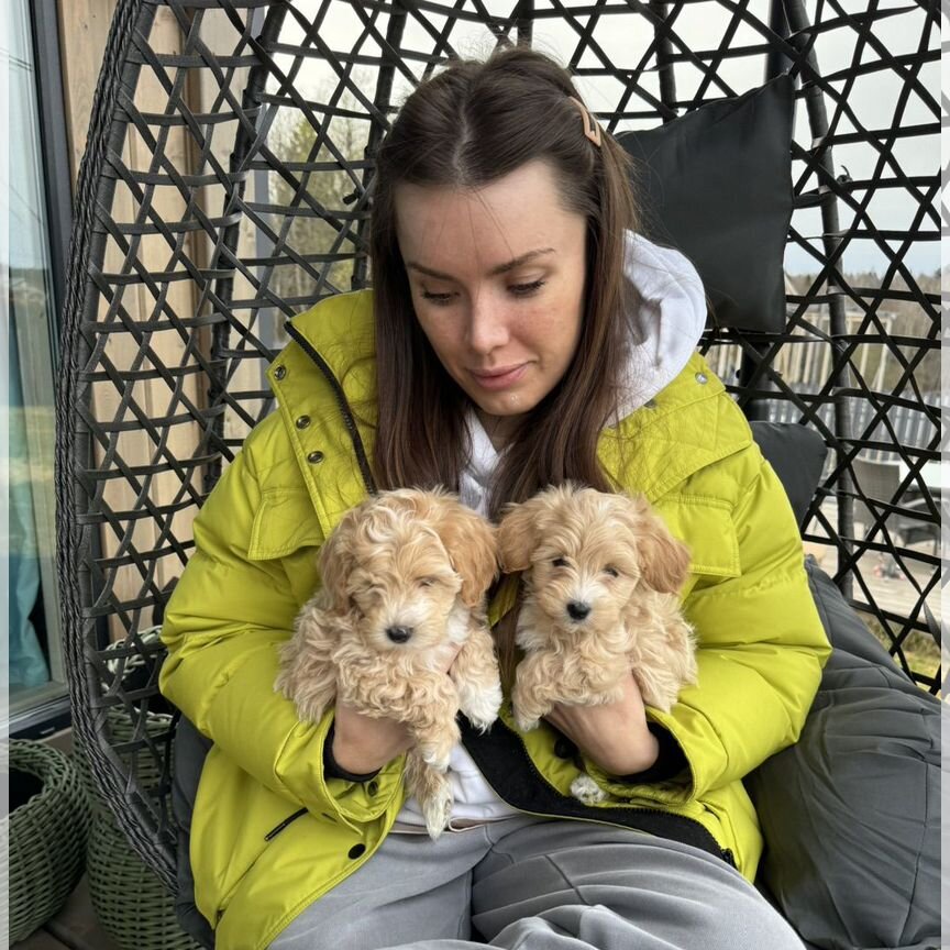 Мальтипу, щенок