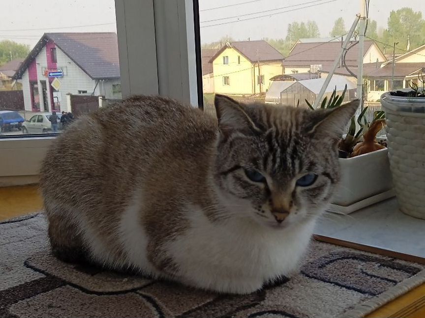 Котёнок + подарочек