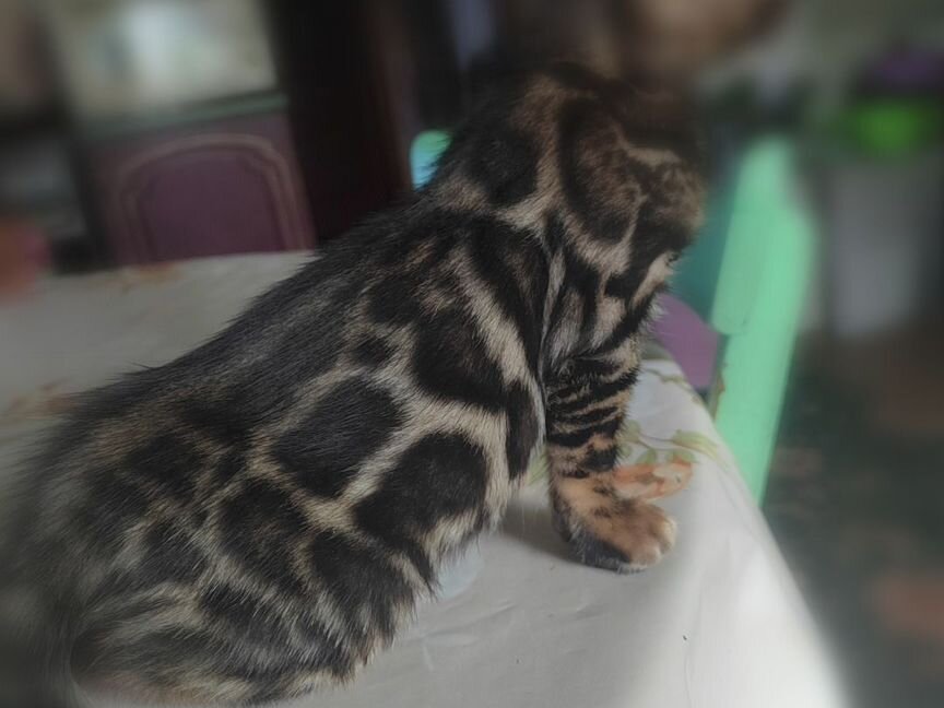 Шикарный мальчишка