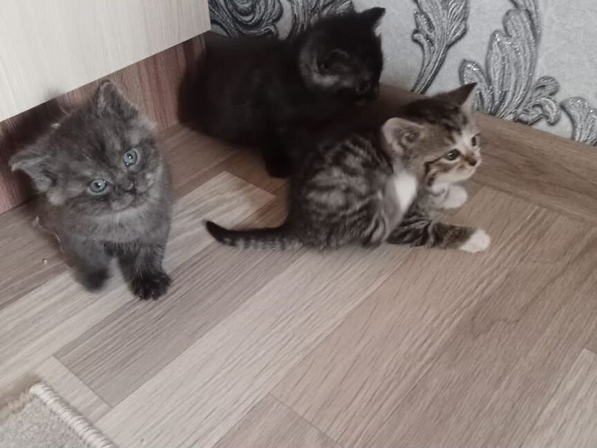 Котята в добрые руки 1 месяц