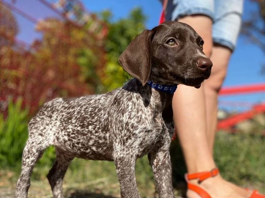 Активный щенок для активной семьи