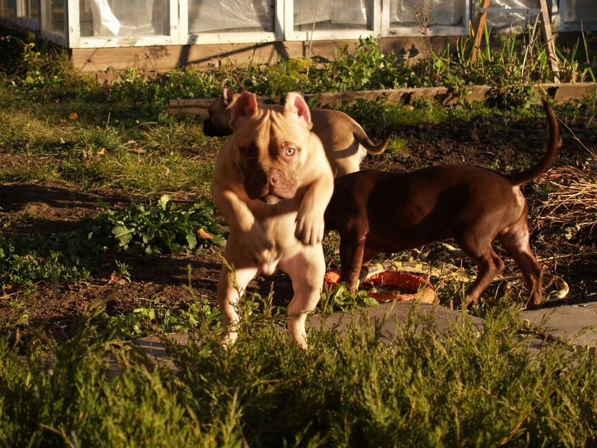 Щенок Булли низкий покет мальчик 4,5 мес