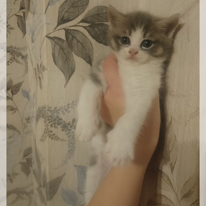 Котёнок от частного владельца