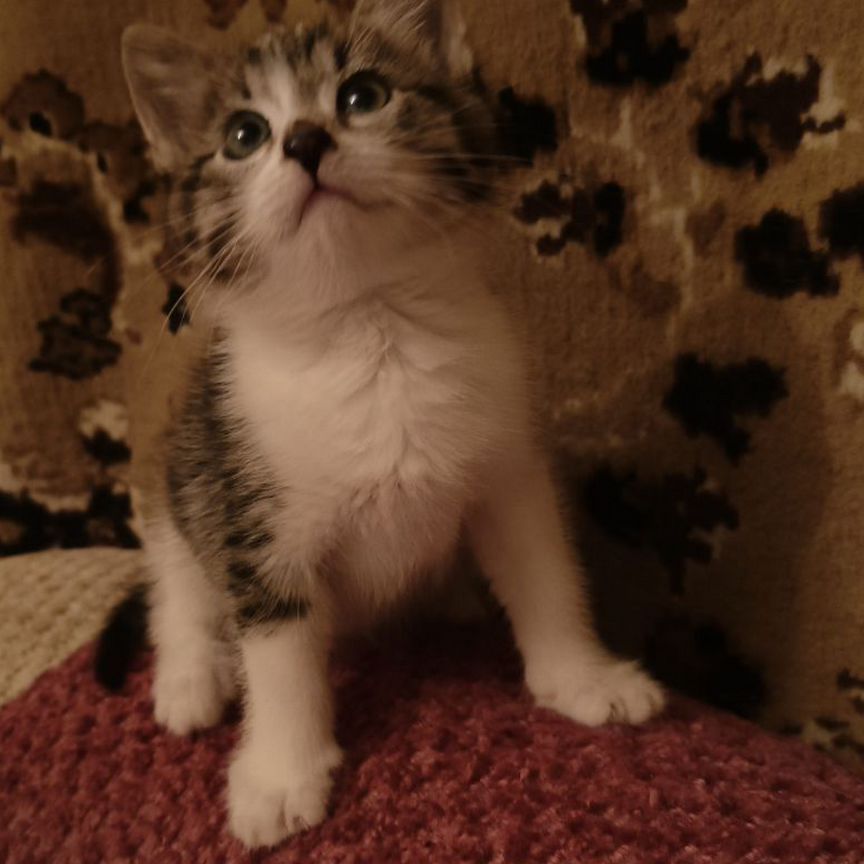 Кот