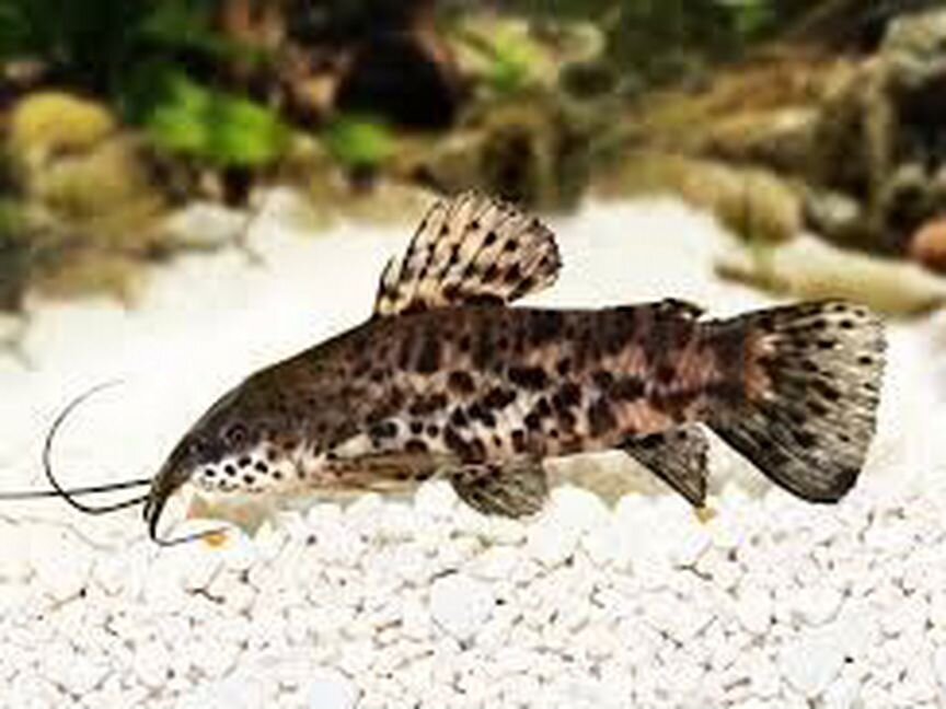 Продам Аквариум 50л могу поменять 2 по 50л на 100л