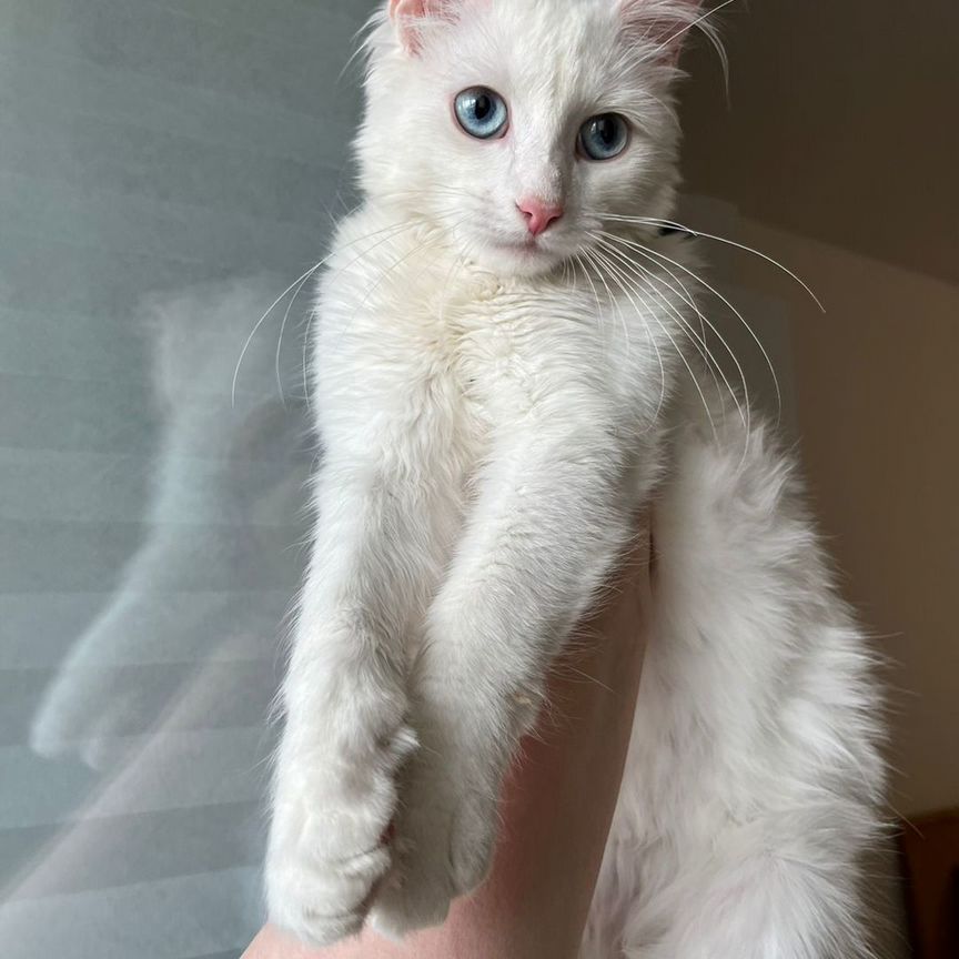 Котята ищут дом