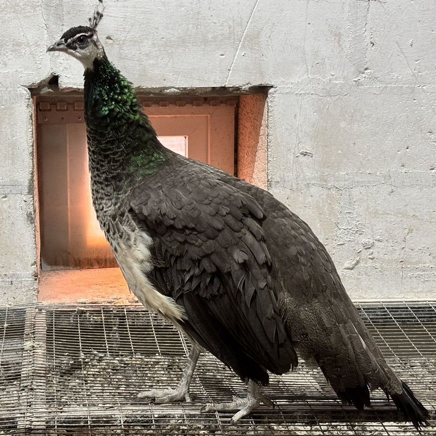 Индийский павлин