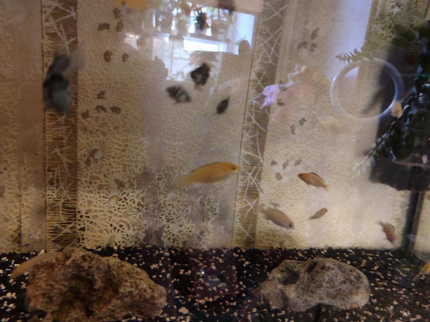 Лабидохромис еллоу