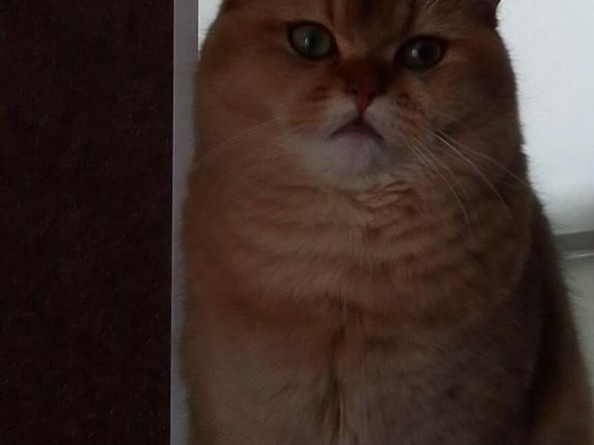 Тимофей, ищет себе кошечку красотку)