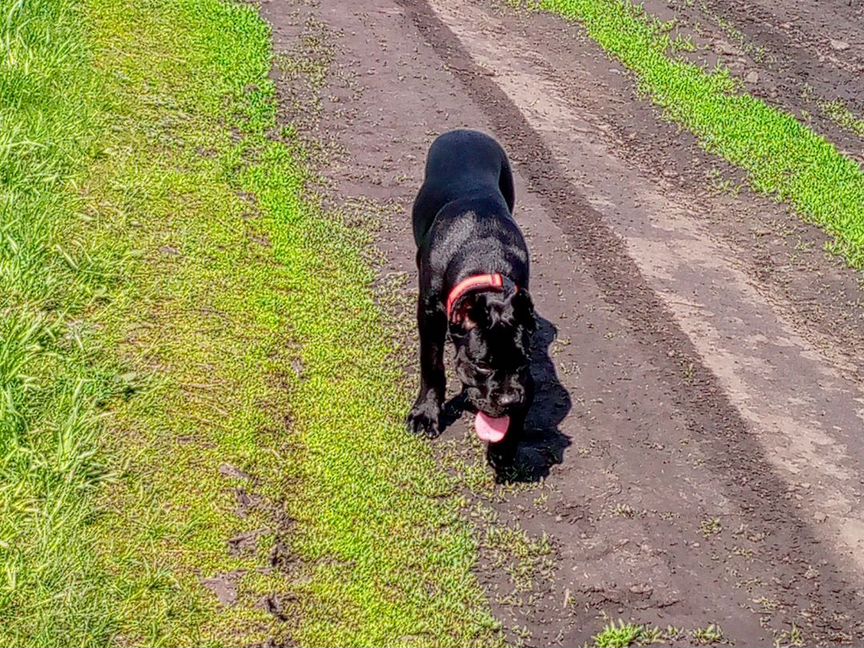 Итальянская Кане Корсо