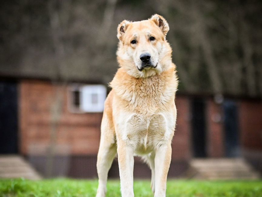 Сао (алабай) в добрые руки