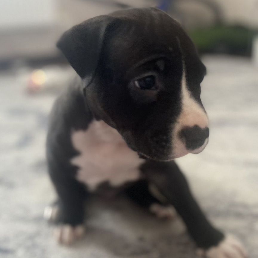 Щенок стаффорда