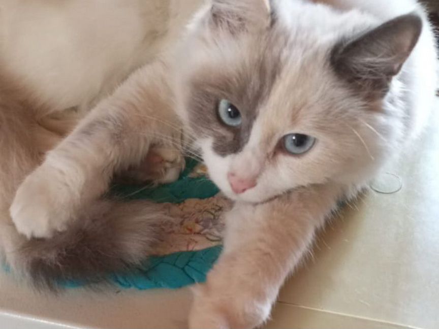 Кошка подросток Турецкая ангора