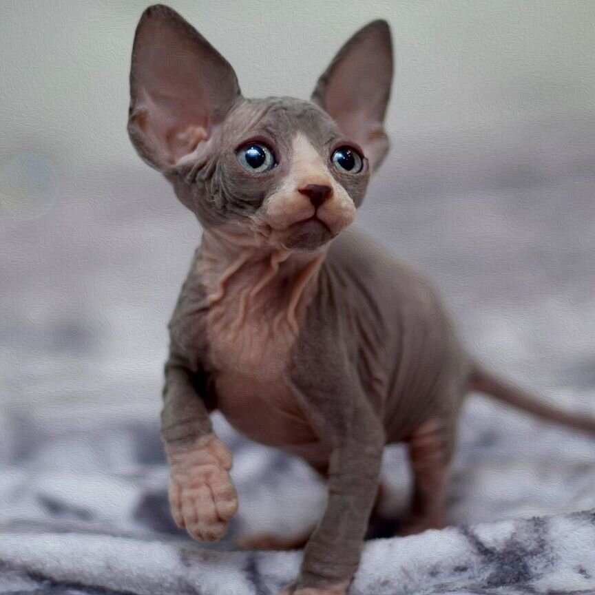 Канадский сфинкс котёнок