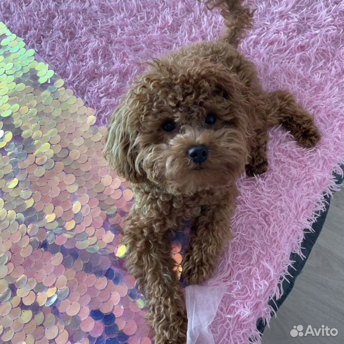 Мальтипу мини вязка ф1 кобель