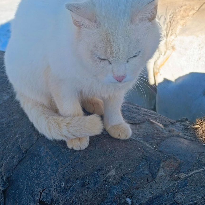 Кошечка Афина