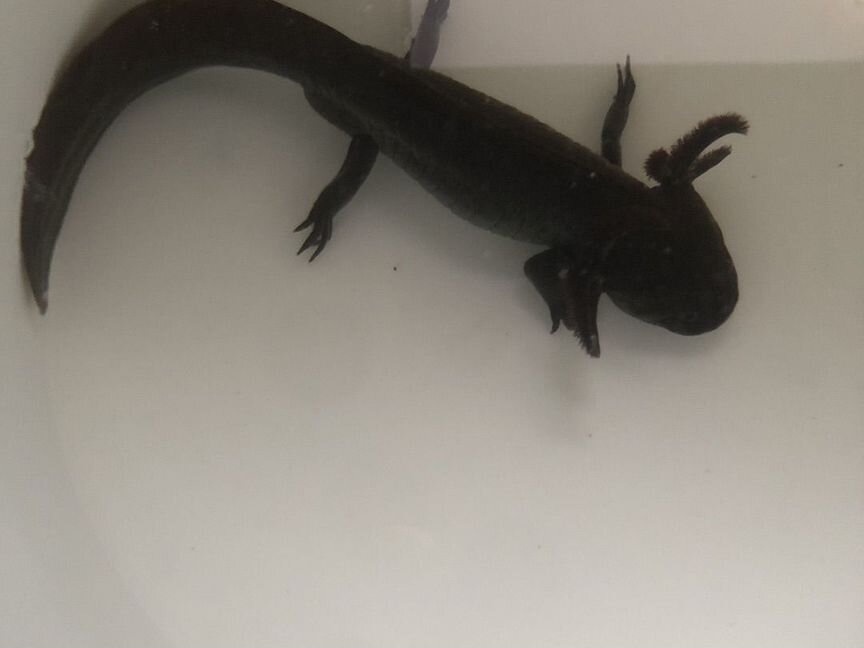 Аксолотль бархат темный графит