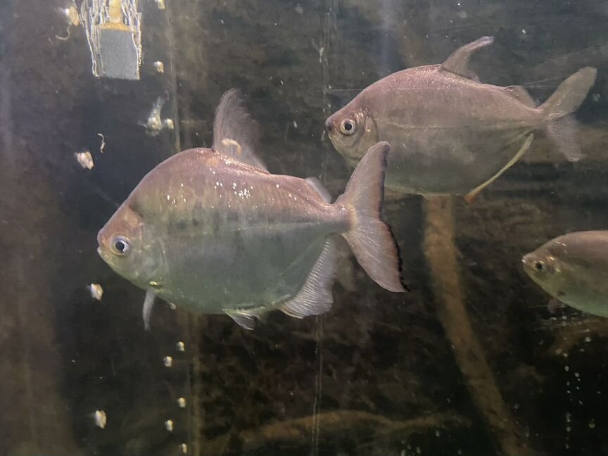 Метиннис и паку