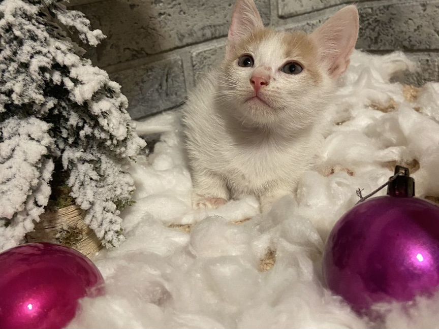 Котенок мальчик белый Джери