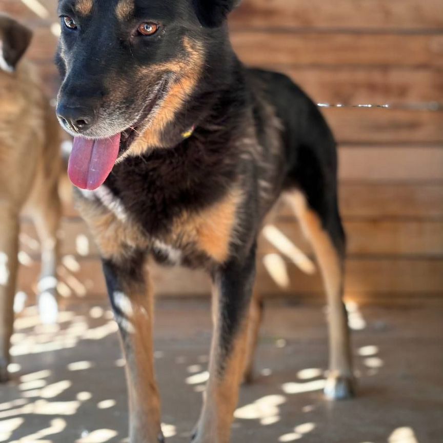 Чудесная собака Китнисс из приюта