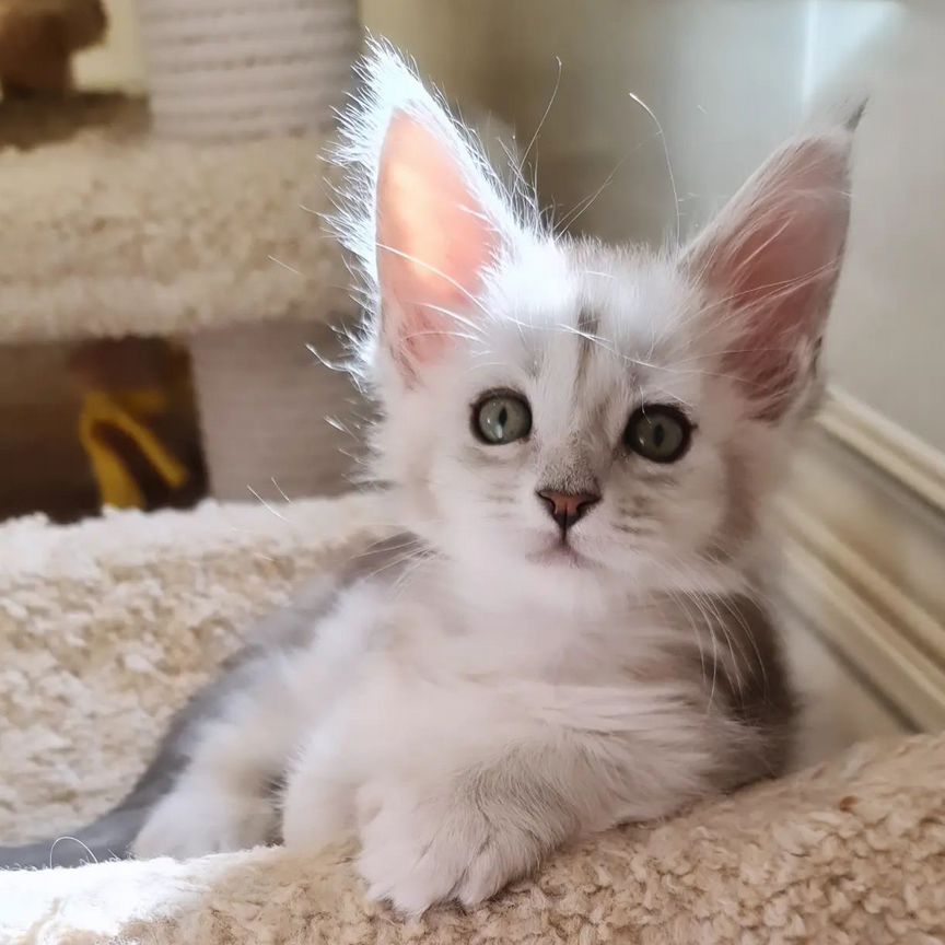 Котенок мальчик полидакт мейнкун 66x66