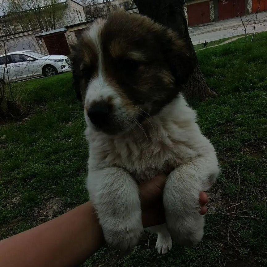 Босерон, щенок