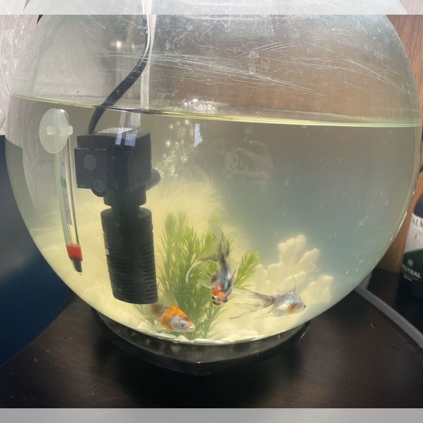 Аквариумные рыбки