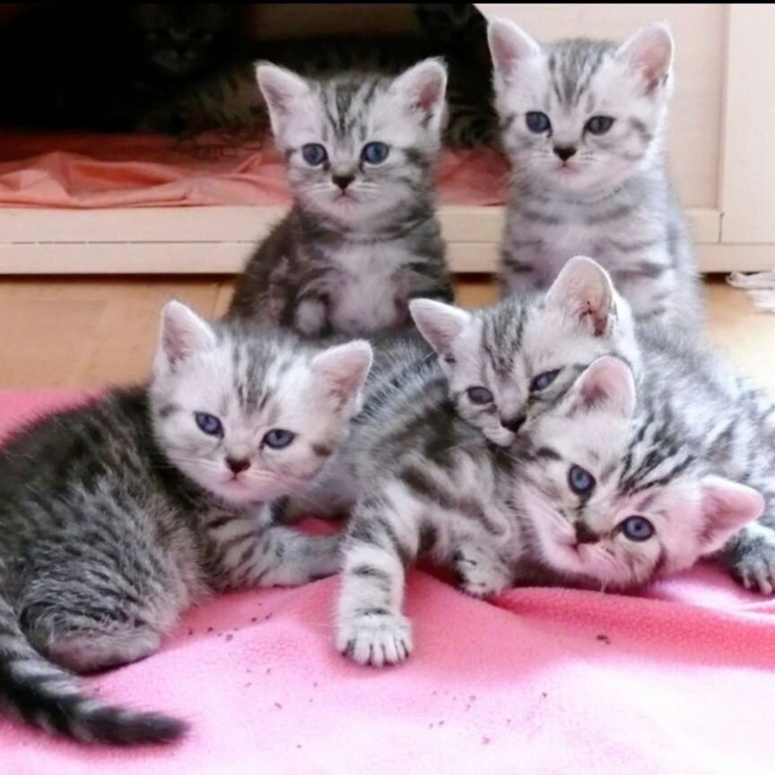 Шотландские котята) окрас Вискас