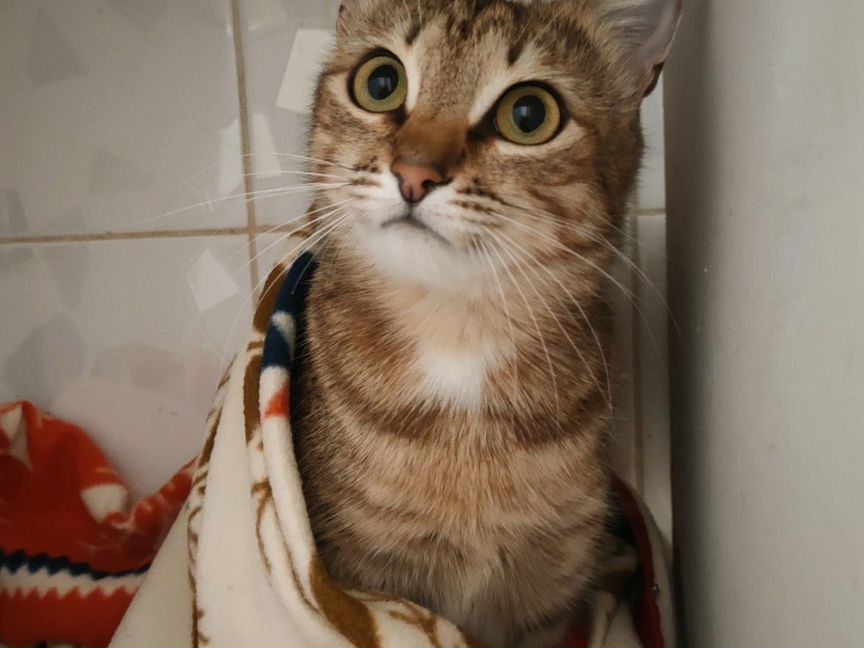 Кошечка в добрые руки