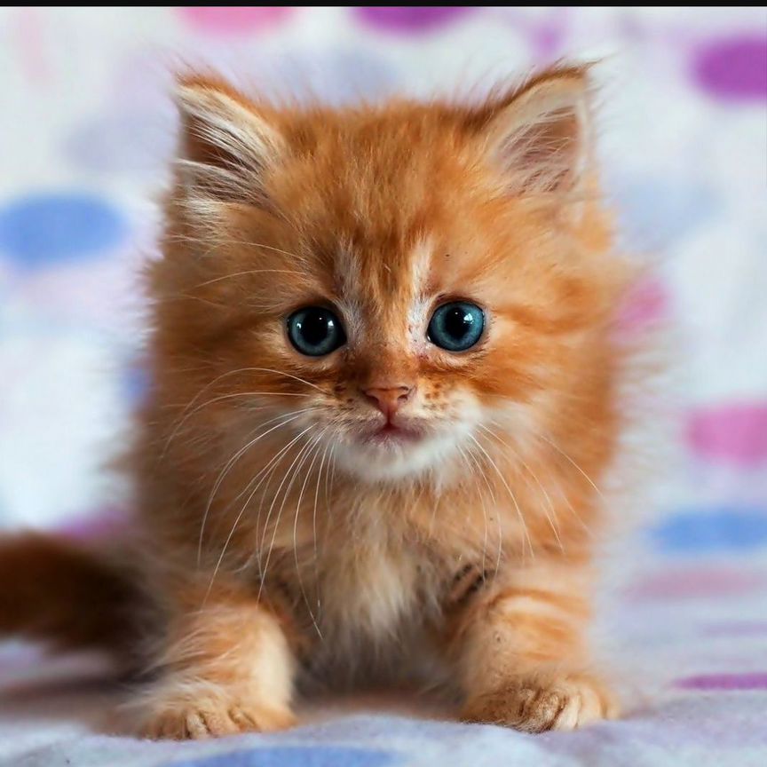 Котята рыжик