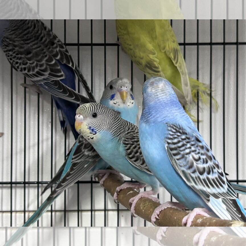 Птенцы волнистый попугай, мальчики и девочки