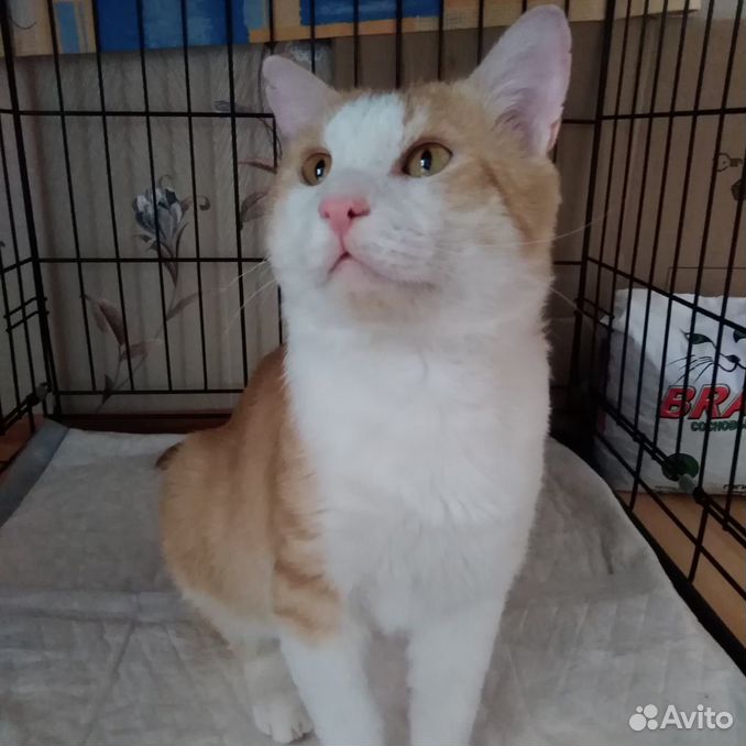 Кот Эмильен ищет дом