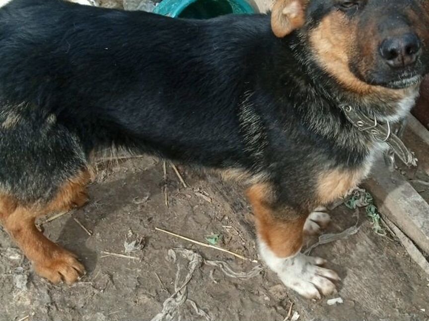 Продажа собак щенков