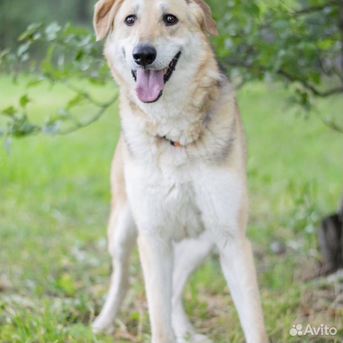 Статная, высокая и длинноногая красотка