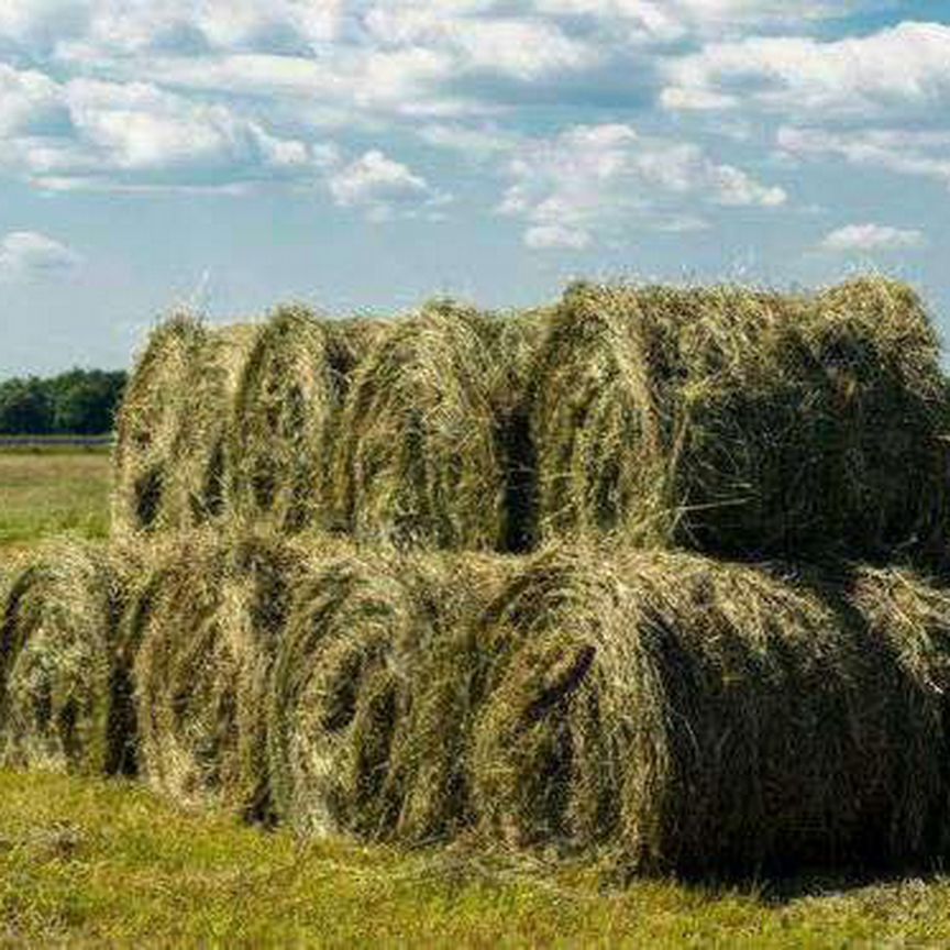 Продам Сено в рулонах