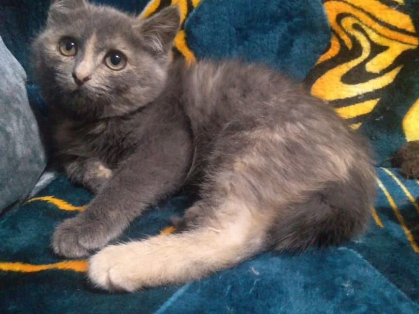 Котенок