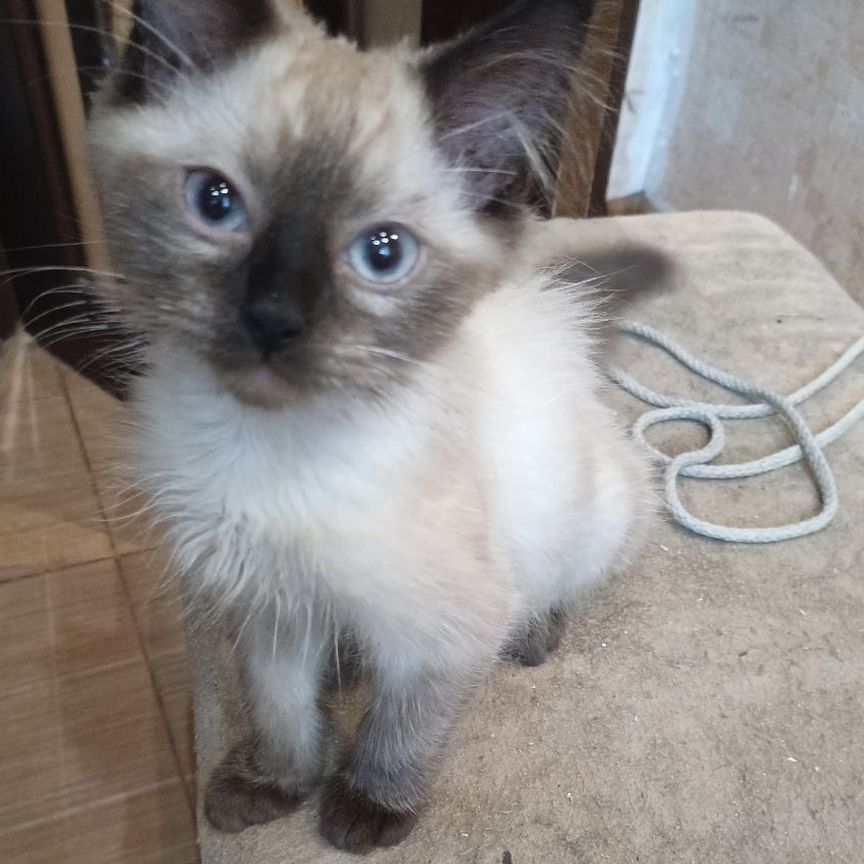 Невская маскарадная кошечка