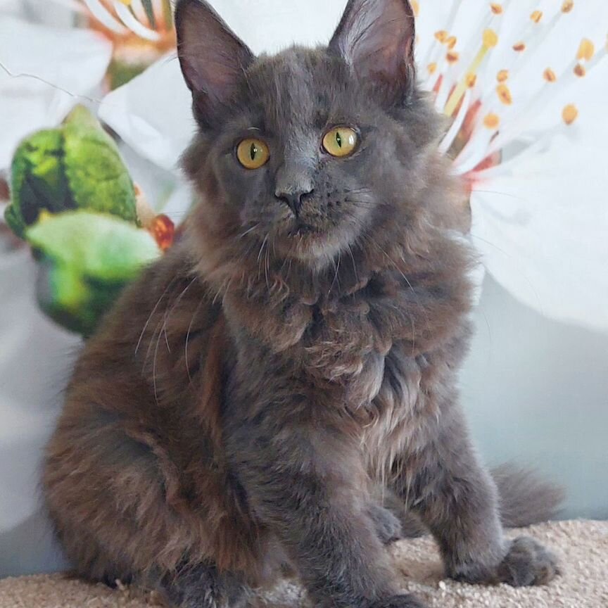 Мейн-кун суперский сладун