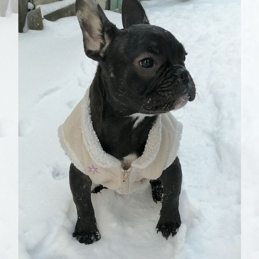 Французский бульдог, щенок