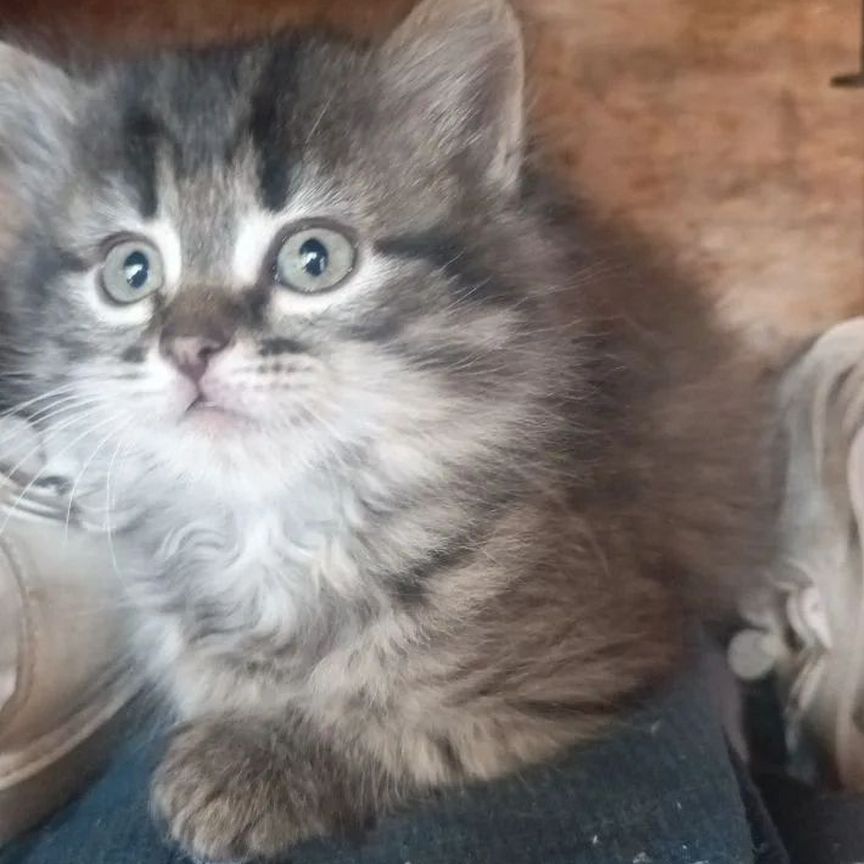 Сибирский котёнок