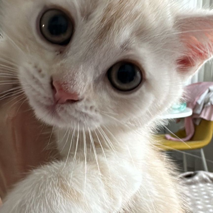 Котенок скоттиш-страйт кремовый мальчик